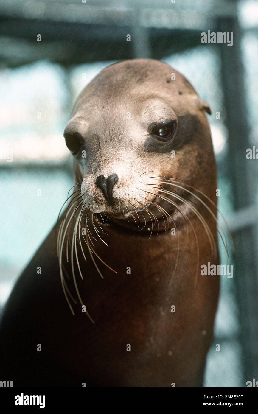 A close-up view of a sea lion, the key element in the Navy's fleet ...
