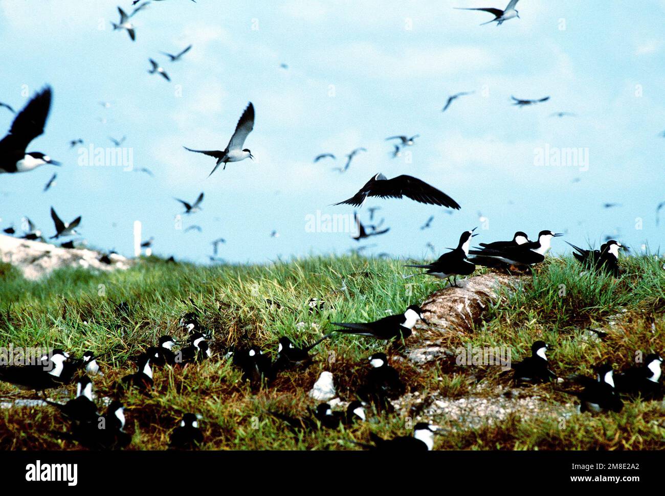 Johnston atoll birds hi-res stock photography and images - Alamy