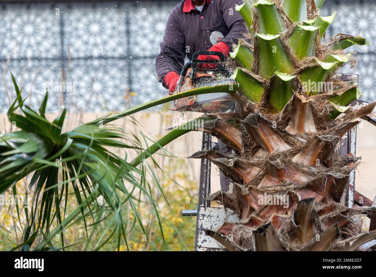 Worker pruning a palm tree with a tree saw Stock Photo - Alamy