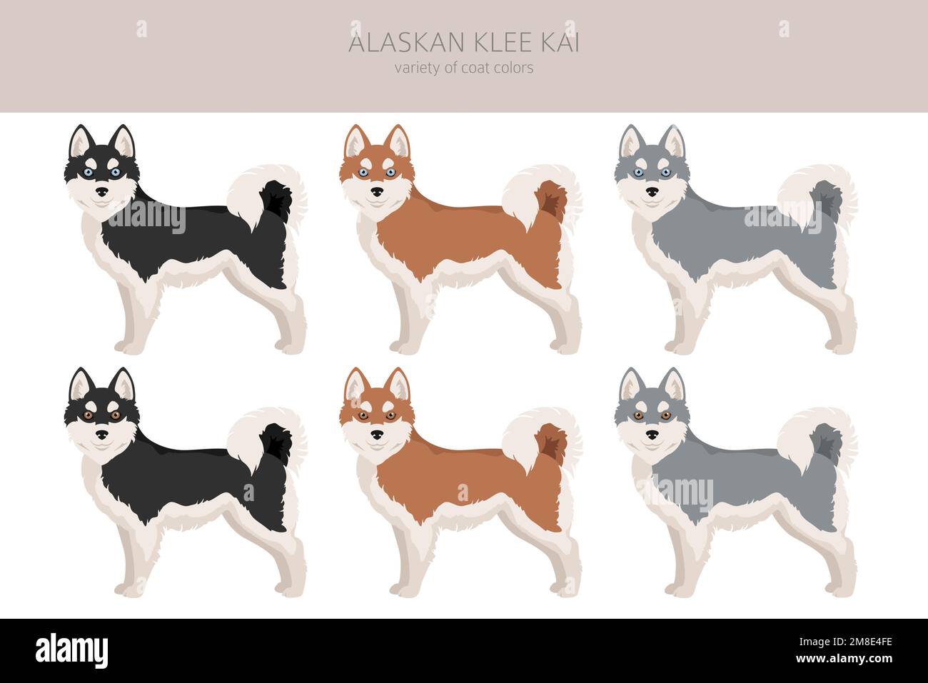 Alaskan Klee Kai all colours clipart. Different coat colors set. Vector ...