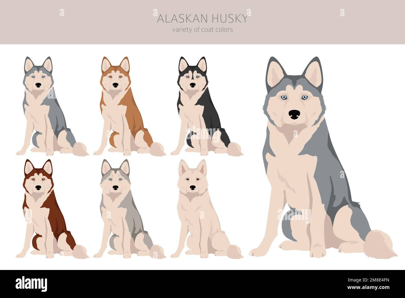 Alaskan husky clipart. Different poses, coat colors set. Vector ...