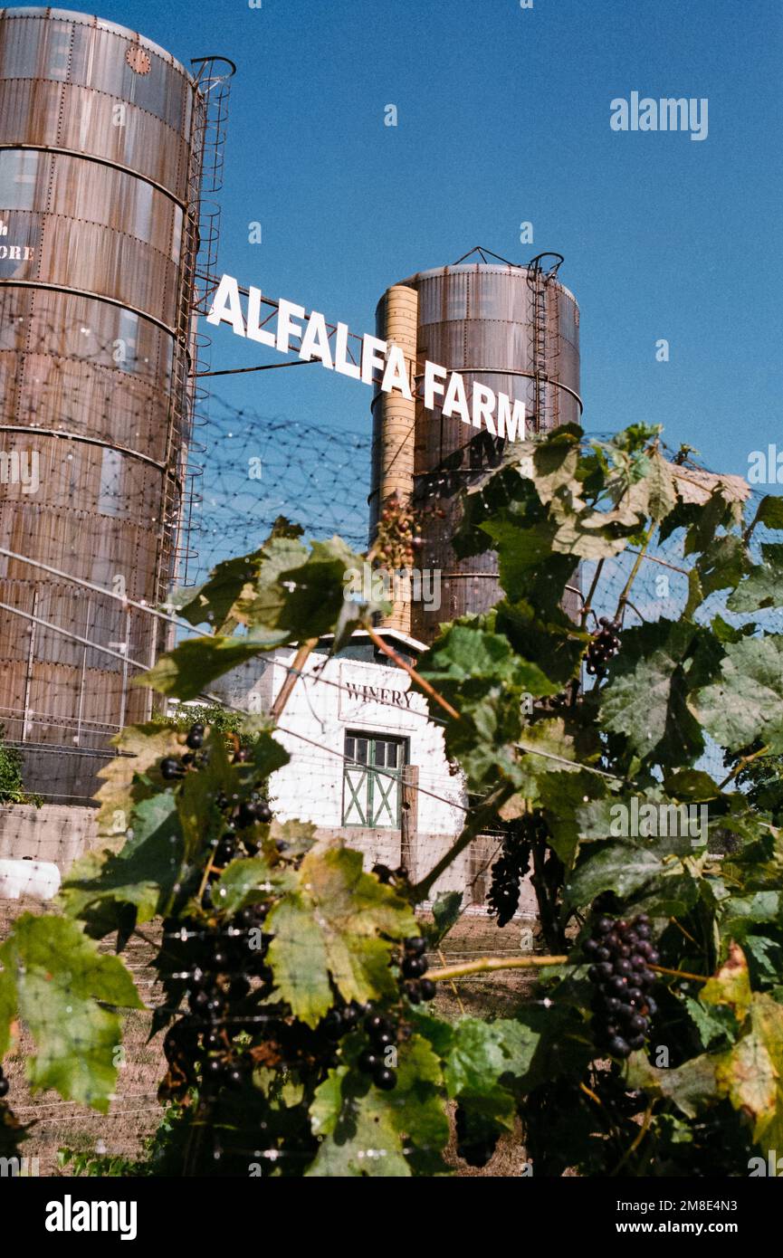 Twin silos with a sign reading Alfalfa Farms hanging between them at ...
