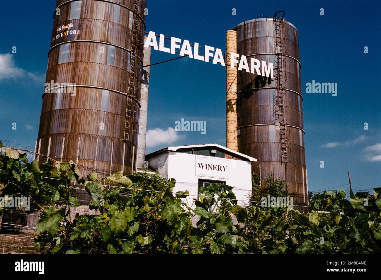 Twin silos with a sign reading Alfalfa Farms hanging between them at ...