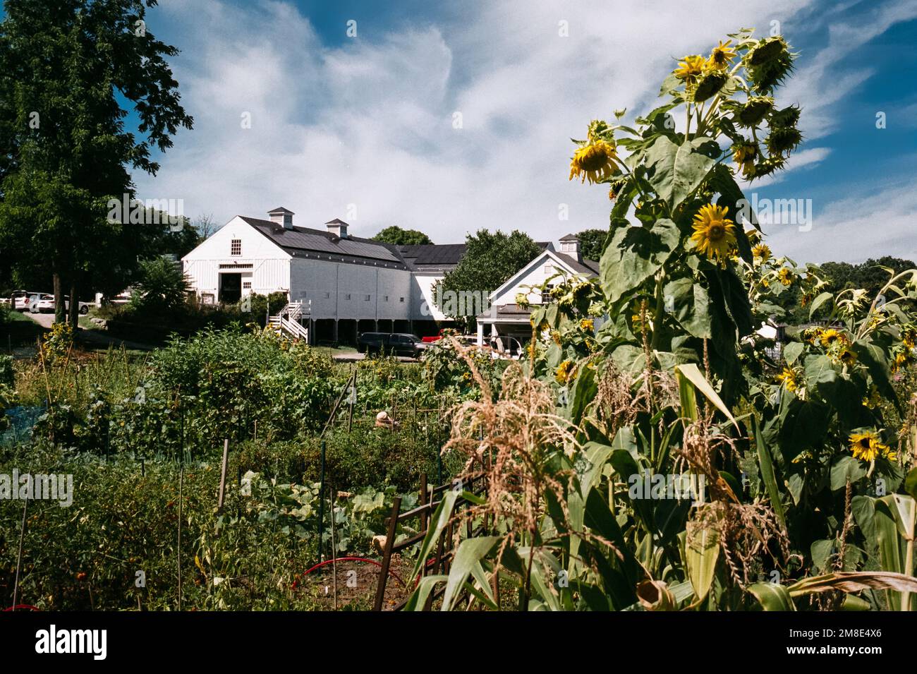 Bright white barns rise in the background against a blue cloud seeped ...