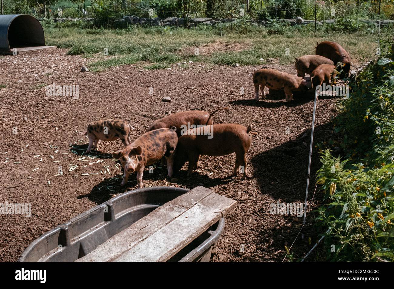 A litter of pigs play in a large pen at Codman Community Farms. Lincoln ...