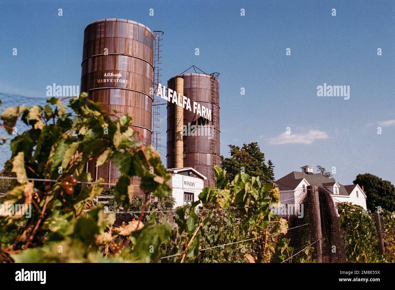 Twin silos with a sign reading Alfalfa Farms hanging between them at ...