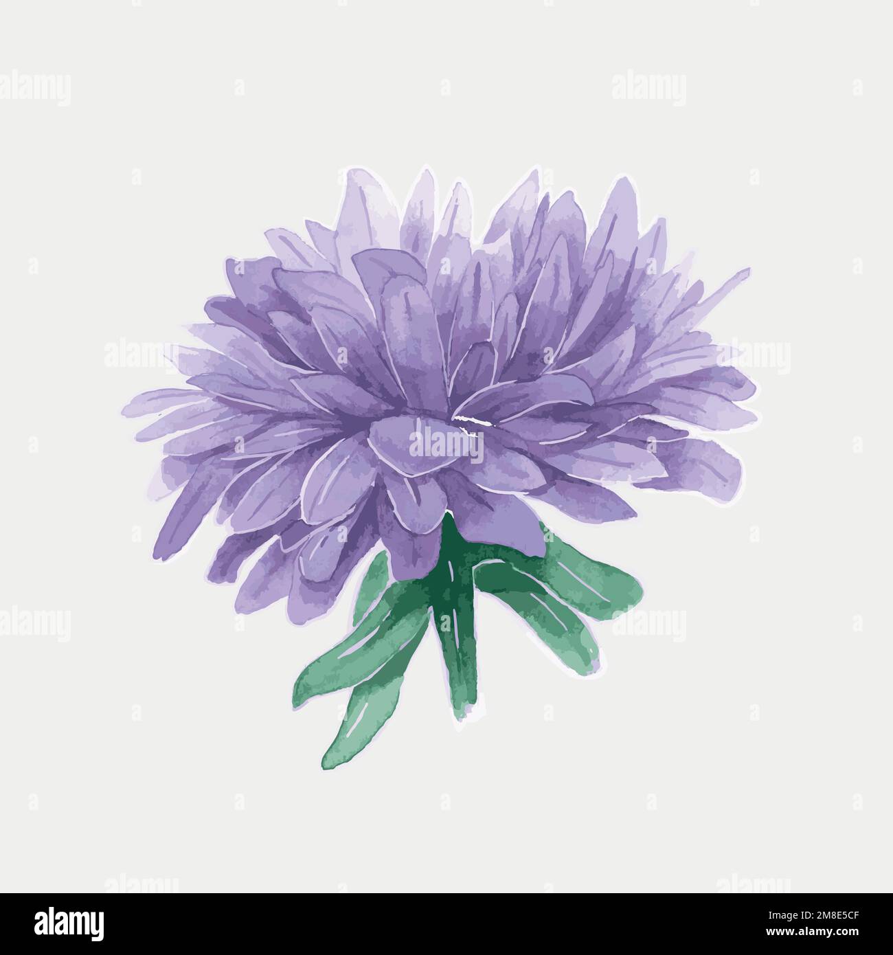 Aster vector vectors hi-res stock photography and images - Alamy