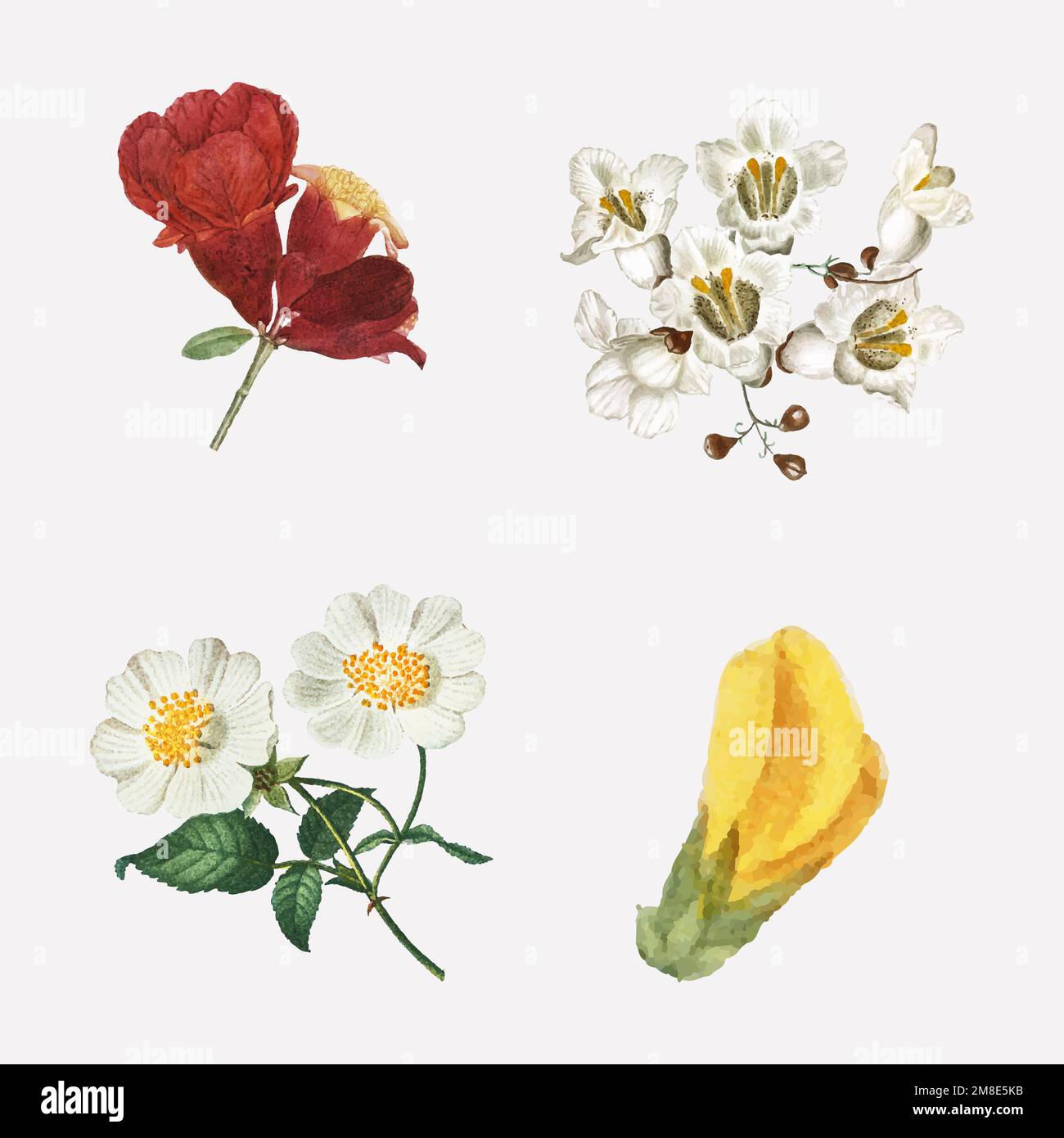 Hand drawn flower vector set vintage botanical illustration Stock ...