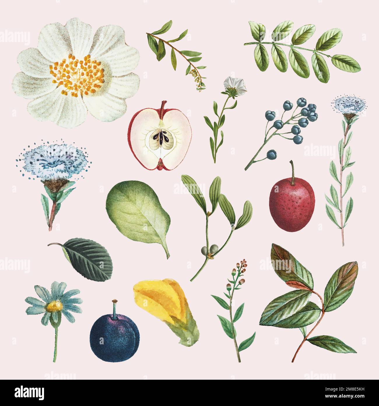 Fruit and flower vector vintage set hand drawn illustration Stock ...