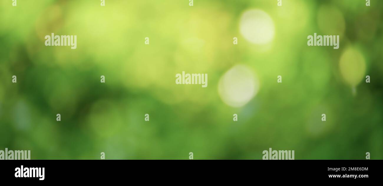 Defocus light green tree. Green defocused natural background Stock ...