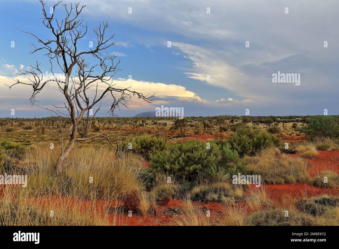 392 Distant view of Uluru-Ayers Rock framed by a dry tree. NT-Australia ...