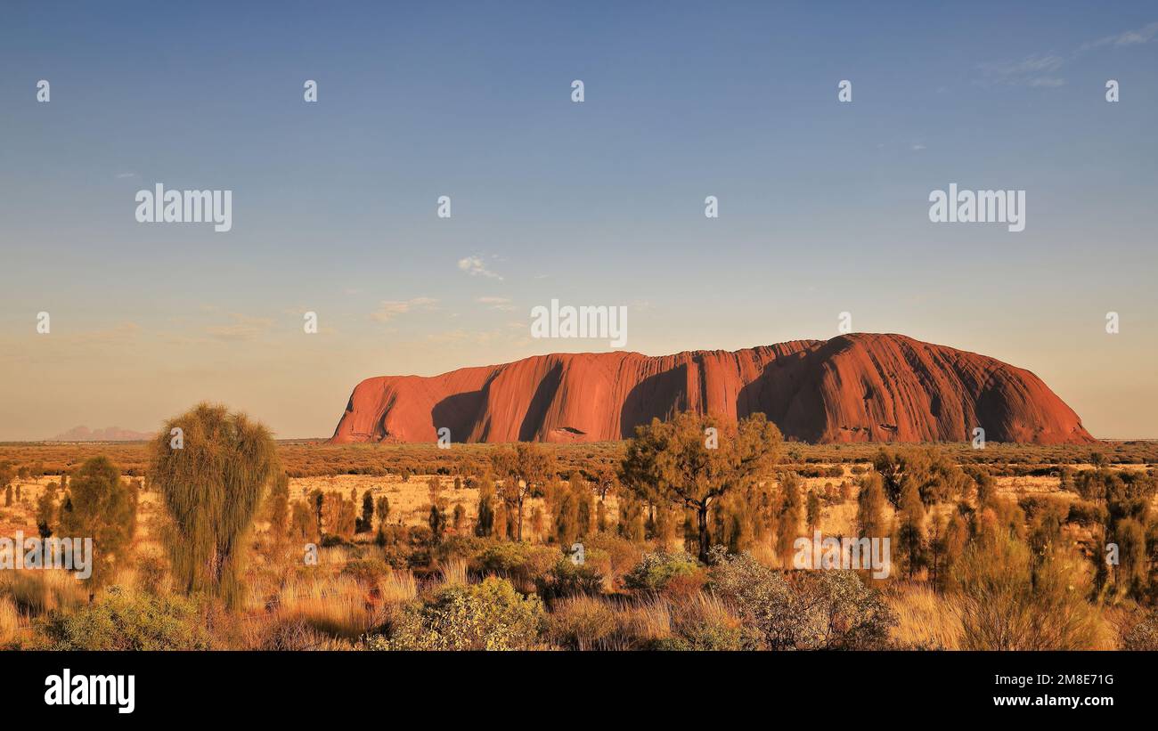 Acacia ayersiana hi-res stock photography and images - Alamy