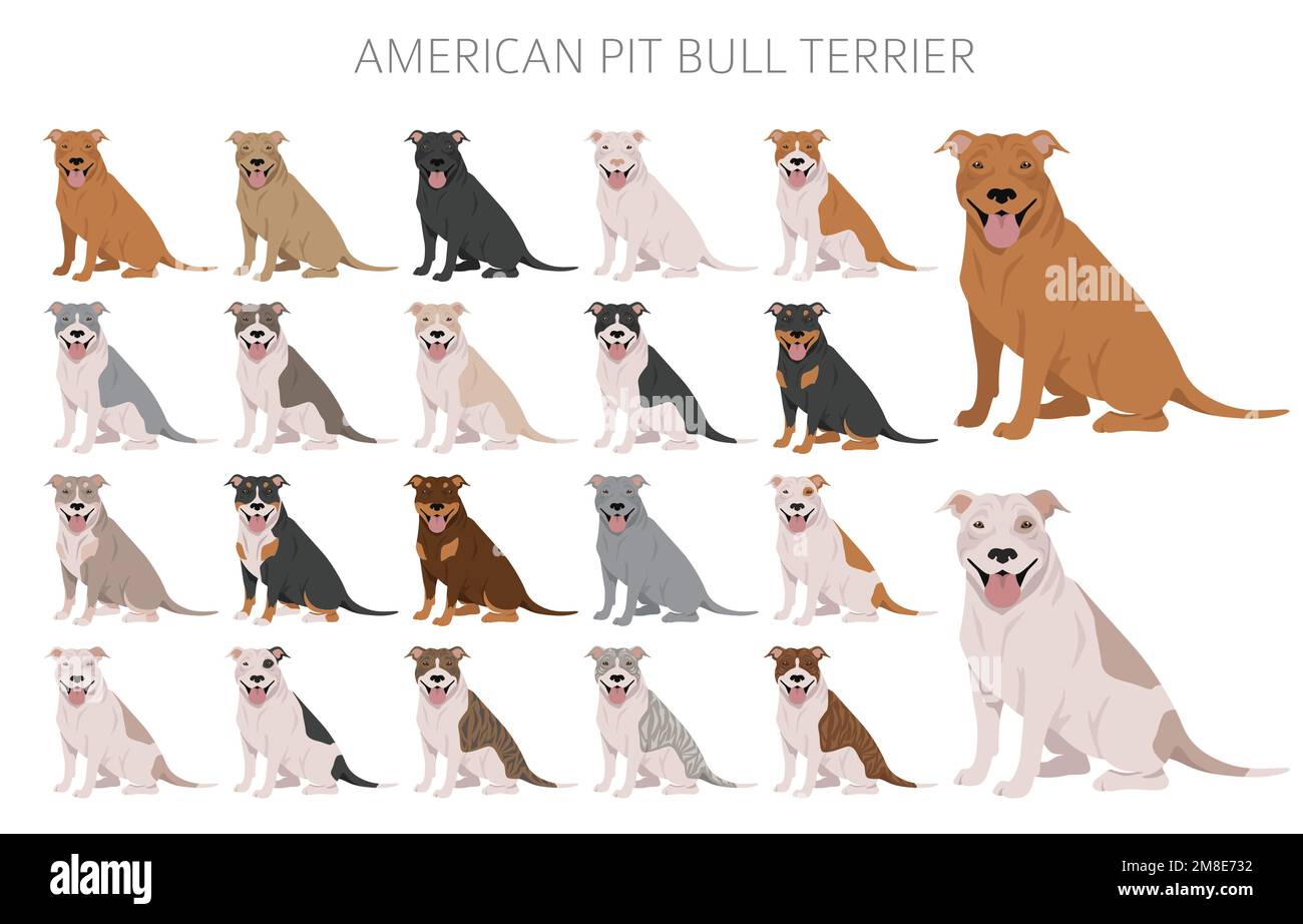 American pit bull terrier dogs clipart. Color varieties, infographic ...