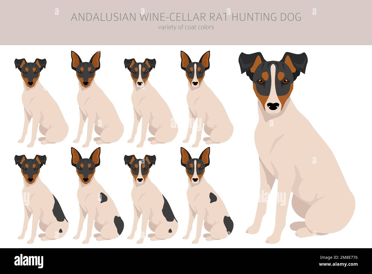 Andalusian Wine-cellar rat hunting dog clipart. Different poses, coat ...
