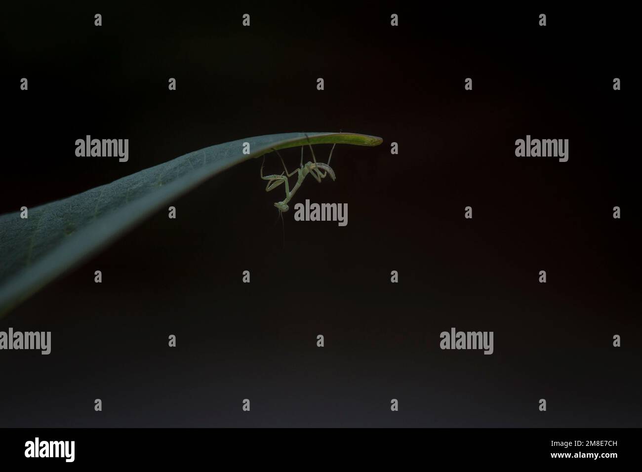 A closeup of a Miomantis paykullii hanging upside down from a plant ...