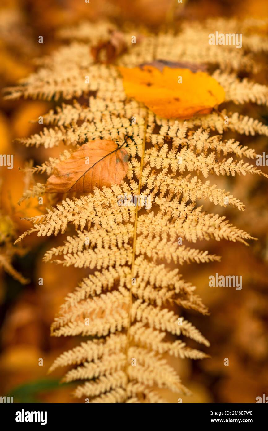Fall Foliage details in Arcadia State Management Area of Rhode Island ...