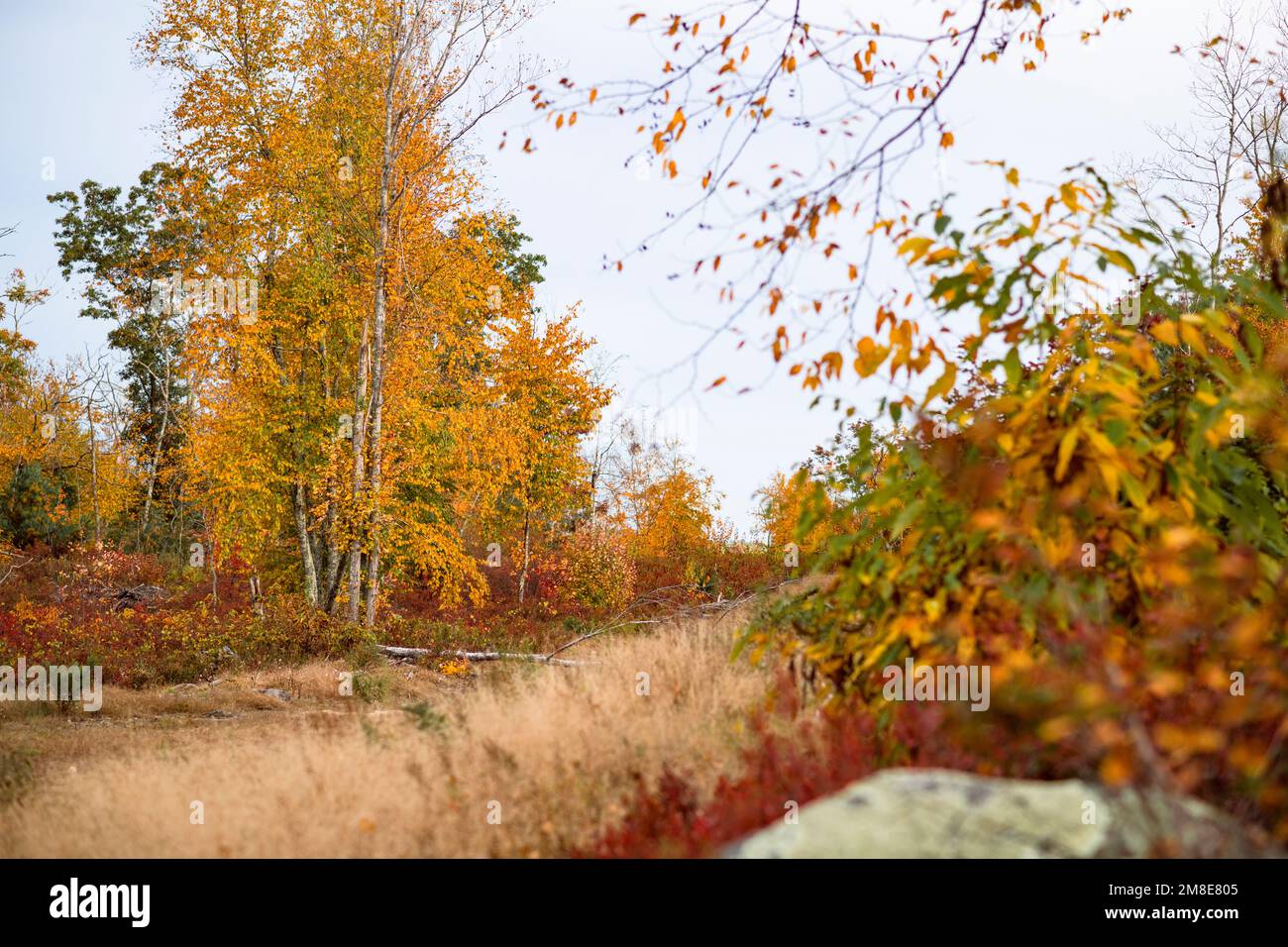 Fall Foliage trees in Arcadia State Management Area of Rhode Island ...