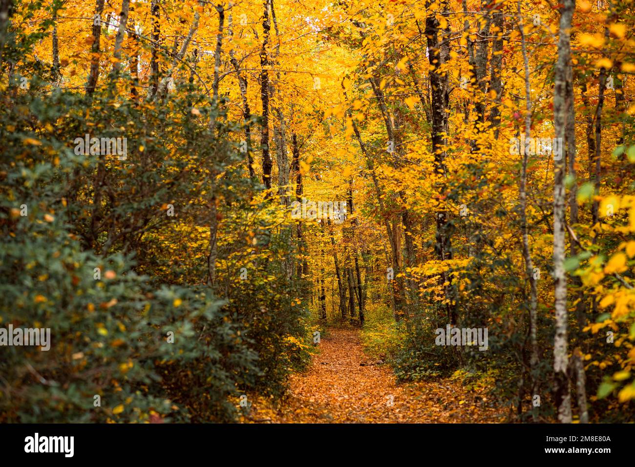Fall Foliage trails in Arcadia State Management Area of Rhode Island ...