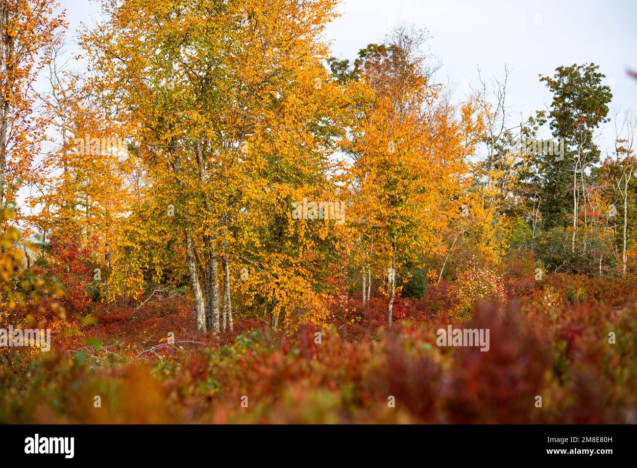 Fall Foliage trees in Arcadia State Management Area of Rhode Island ...