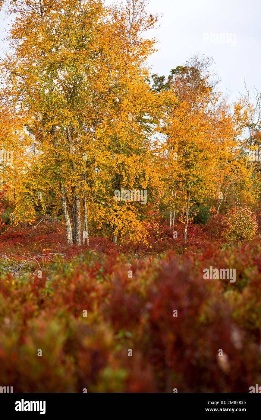 Fall Foliage trees in Arcadia State Management Area of Rhode Island ...