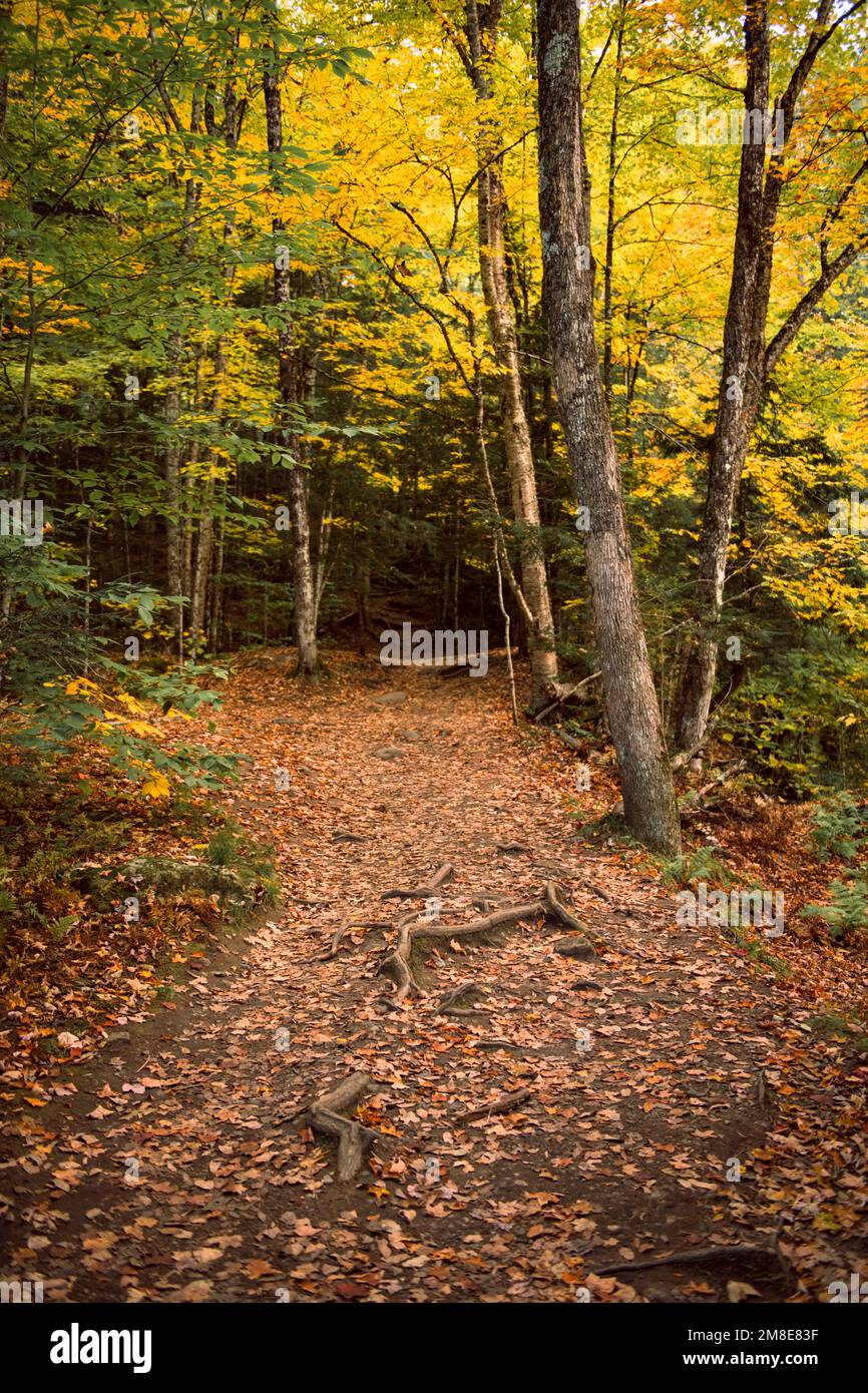 Fall Foliage trail in Stowe, Vermont Stock Photo - Alamy