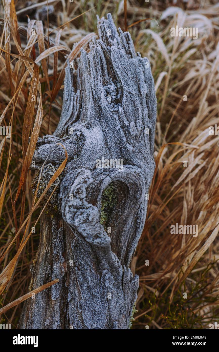 Frosting tree in Famous mountains lake Morskie oko in Poland Stock ...