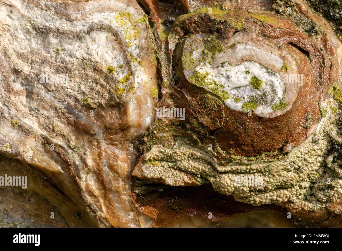 Textured natural beige stone with green spots Stock Photo - Alamy