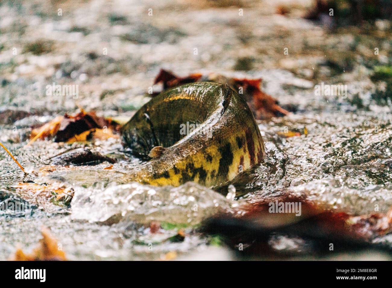 Chum salmon hi-res stock photography and images - Alamy