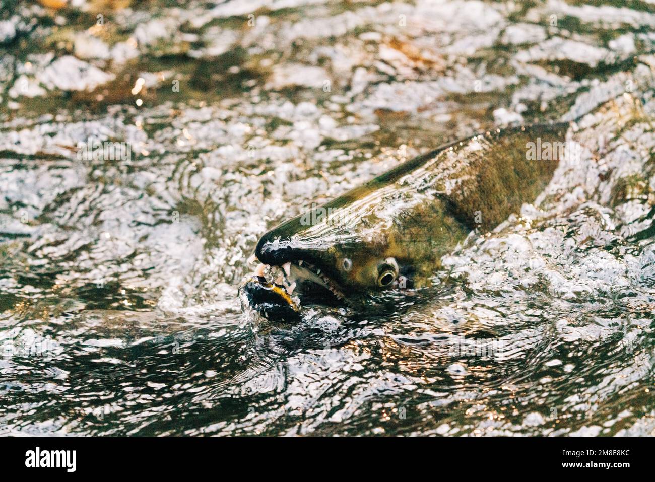 Close up view of a salmon face with hooked nose and big teeth Stock ...