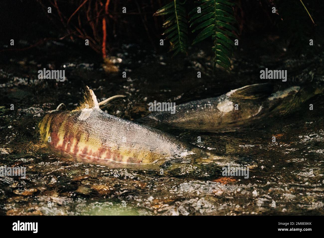 Closeup view of two salmon together in a redd Stock Photo - Alamy