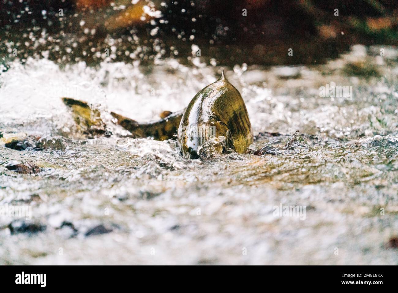 Straight on view of a chum salmon swimming upstream Stock Photo - Alamy