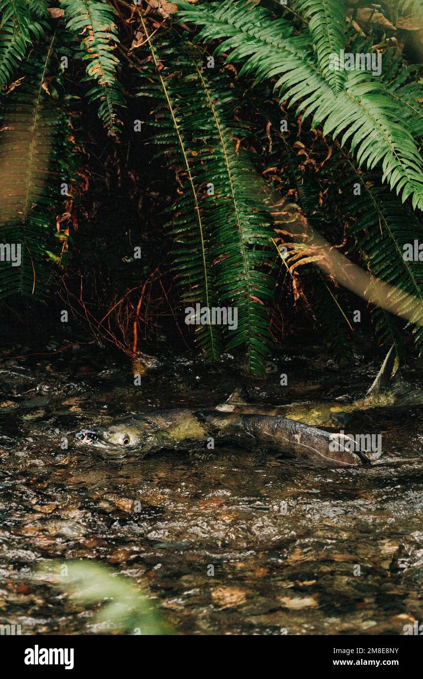 Wide angle view of two male chum salmon fighting in a redd Stock Photo ...