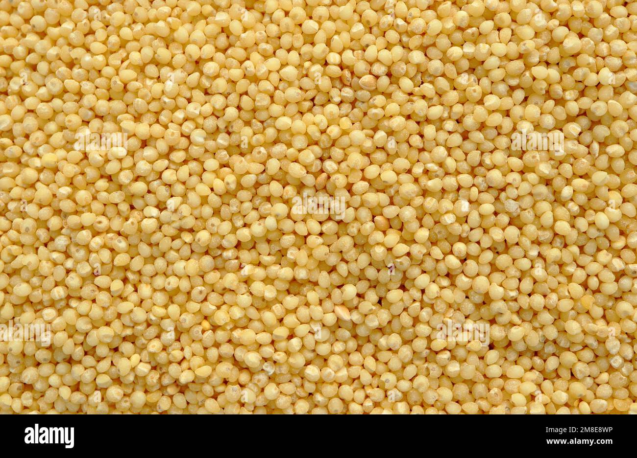 Close-up macro shot of the dry millet grains lying on a flat surface ...