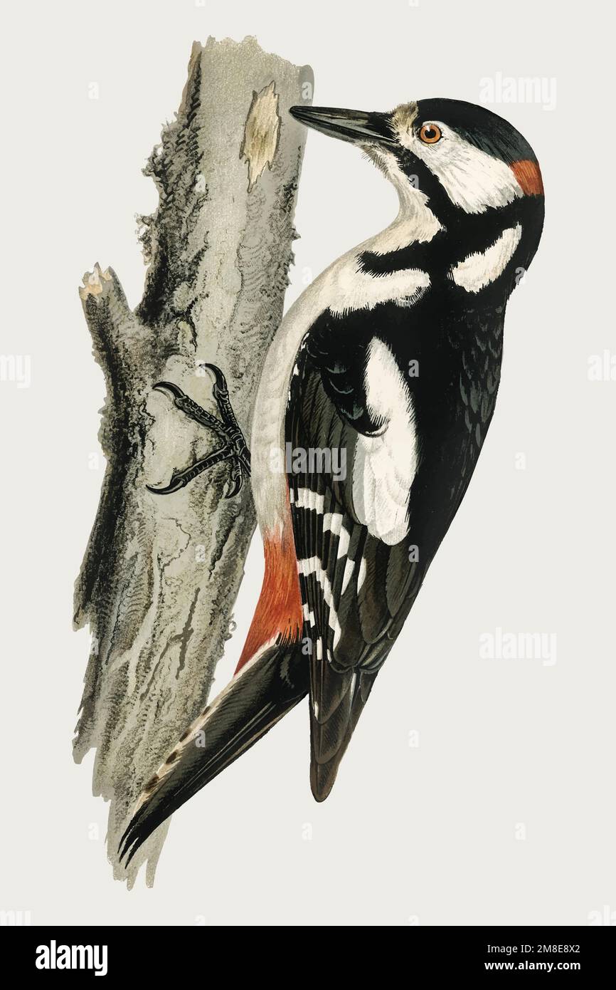 Woodpecker drawing vector vectors hi-res stock photography and images ...