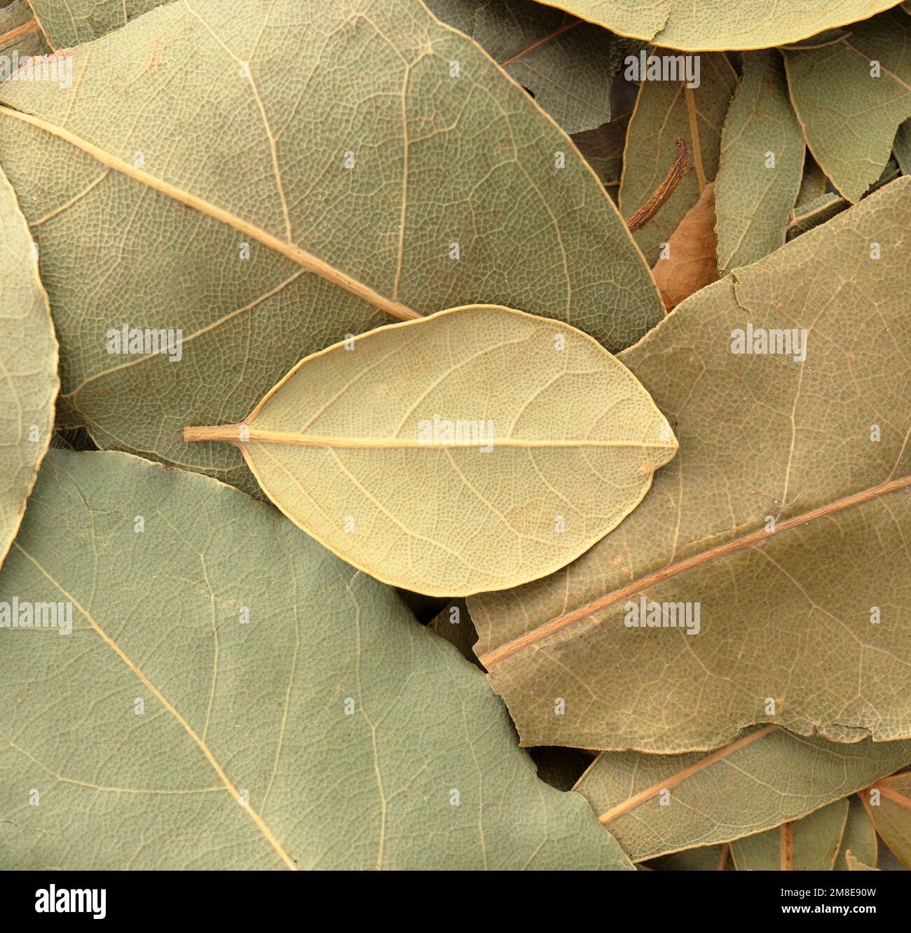 Close-up macro shot of the dry bay leaves lying on a flat surface: the ...