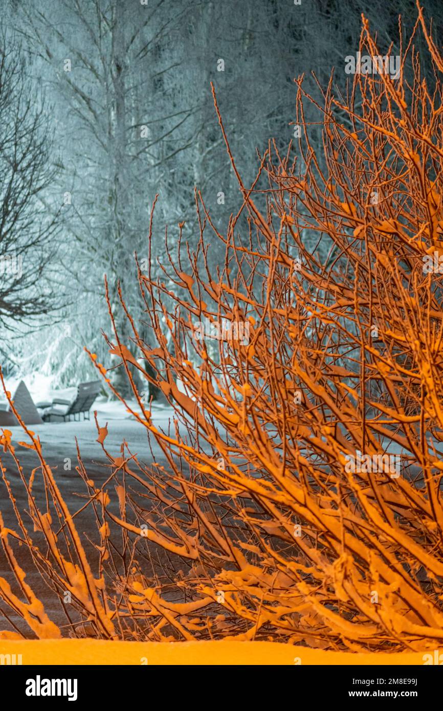 Winter night landscape - trees in the snow and shining street lights ...