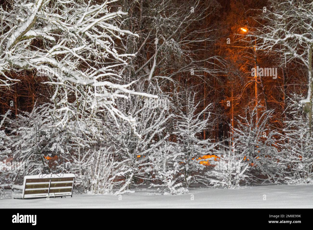 Winter night landscape - trees in the snow and shining street lights ...