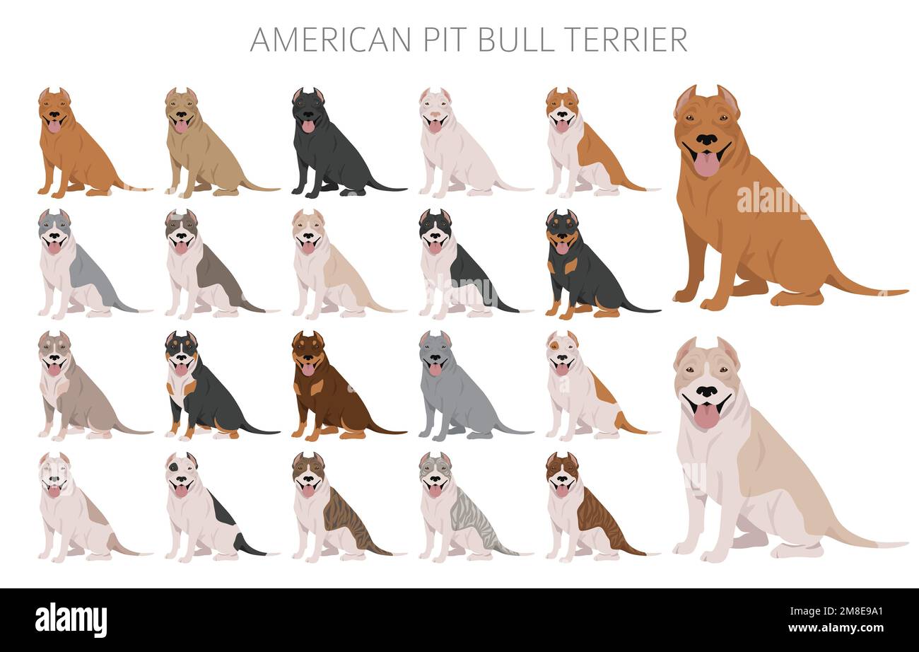 American pit bull terrier dogs clipart. Color varieties, infographic ...