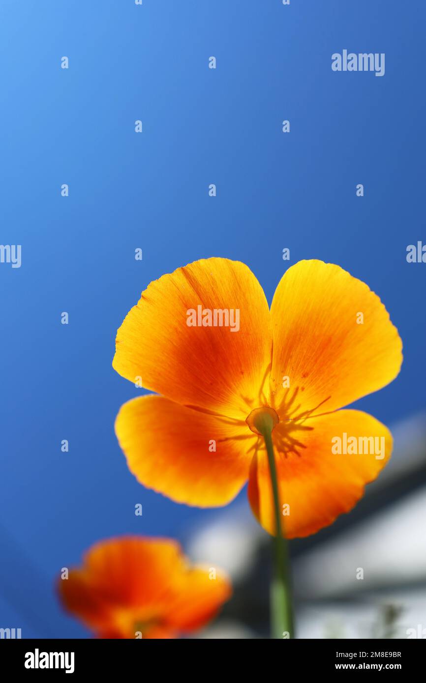 Beautiful yellow orange flower on a blue sky background Stock Photo - Alamy