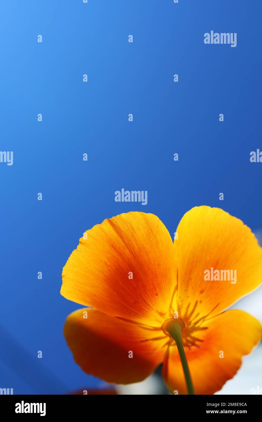 Beautiful yellow orange flower on a blue sky background Stock Photo - Alamy