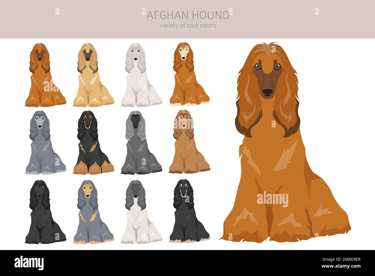 Afghan hound all colours clipart. Different coat colors set. Vector ...