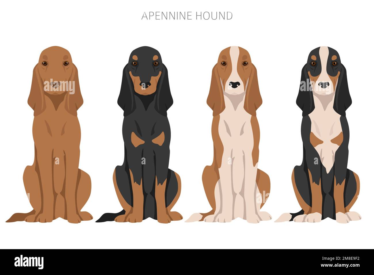Apennine hound clipart. Different poses, coat colors set. Vector ...
