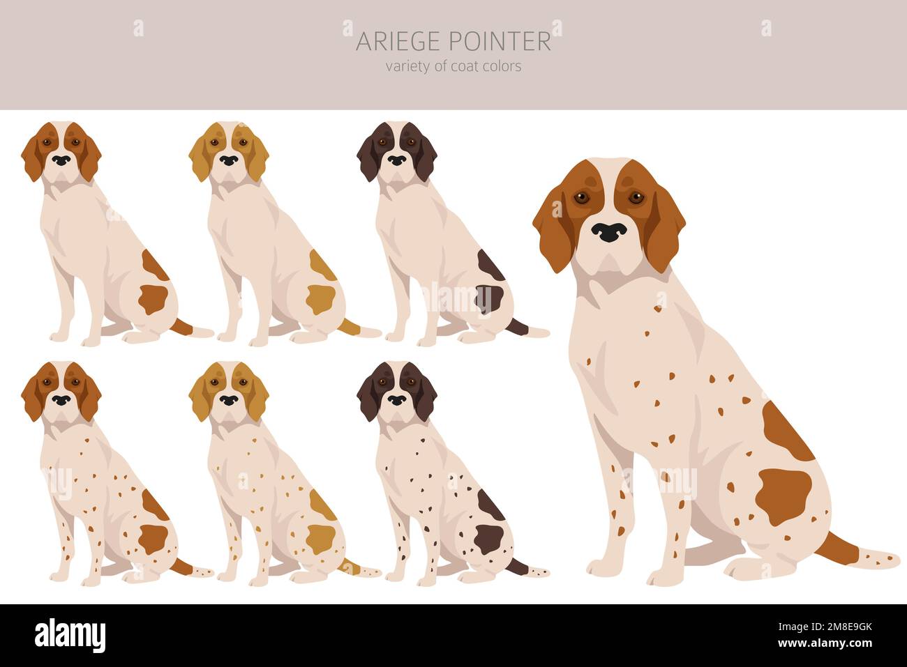 Ariege pointer clipart. Different poses, coat colors set. vector illustration Stock Vector Image ...
