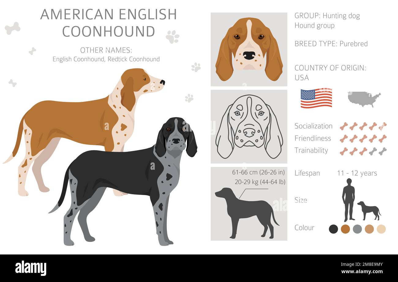 American englisn coonhound all colours clipart. Different coat colors ...