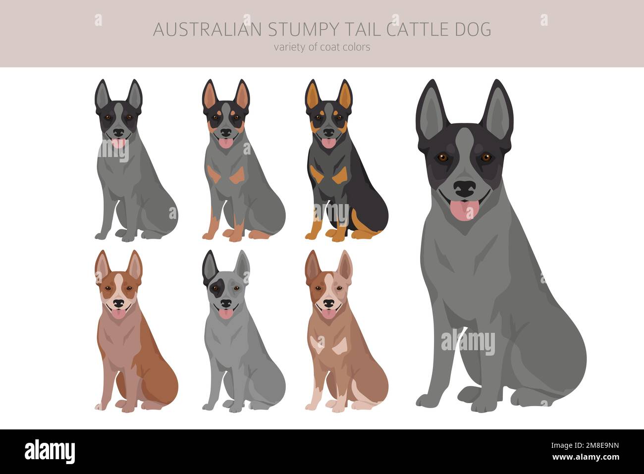 Australian stumpy tail cattle dog all colours clipart. Different coat ...