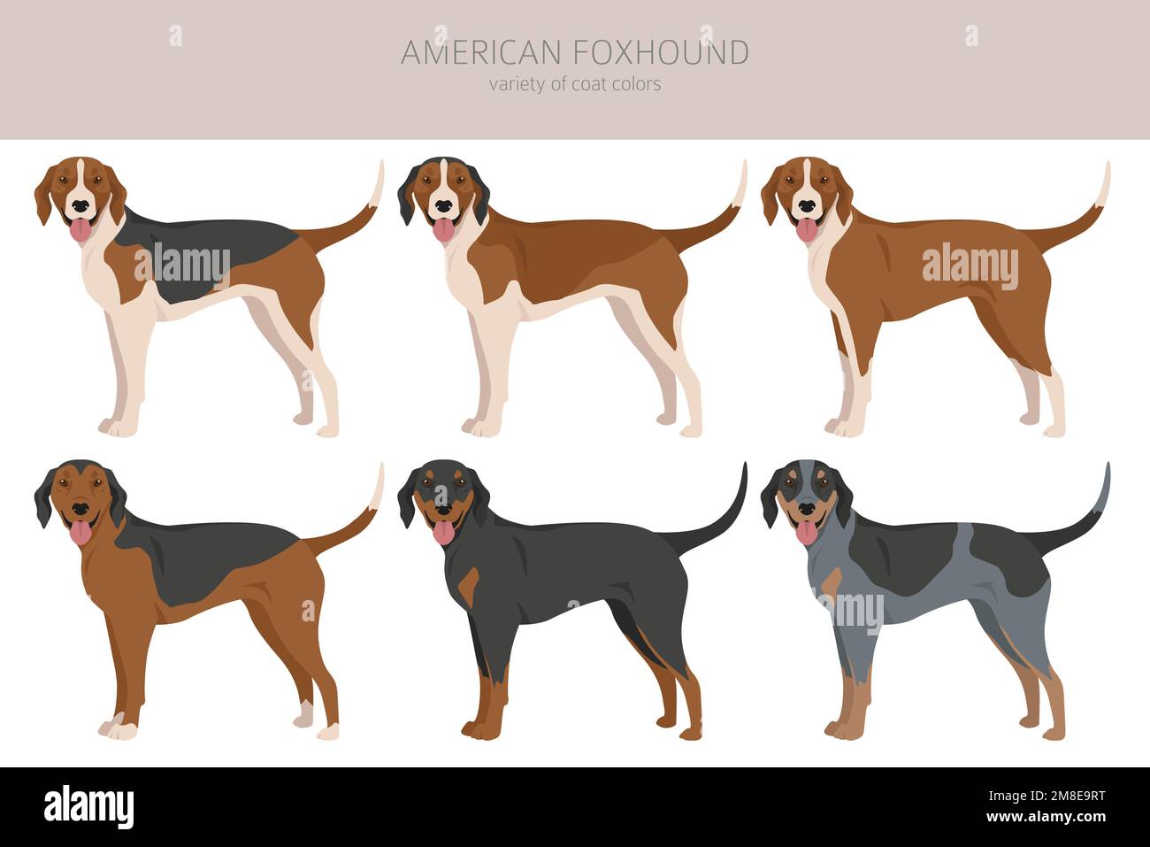 American foxhound all colours clipart. Different coat colors set ...