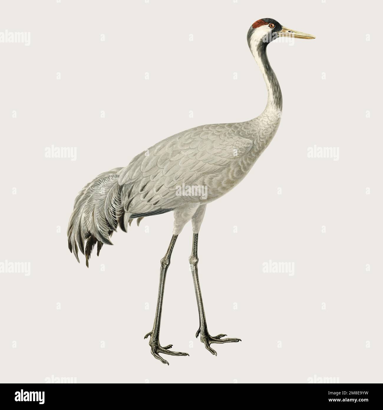Common crane bird vector vintage drawing Stock Vector Image & Art - Alamy