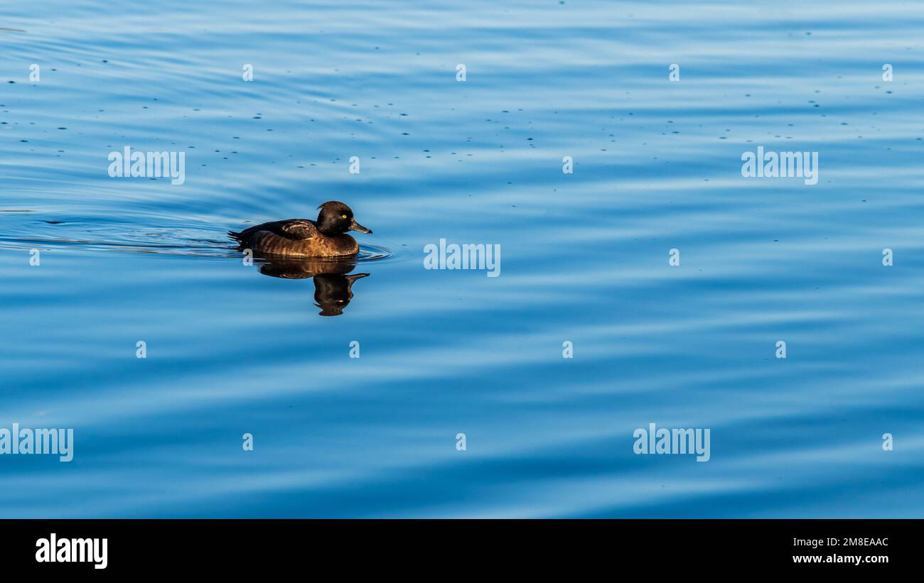 Tufted Duck with blue water background, A common diving duck of the Old ...