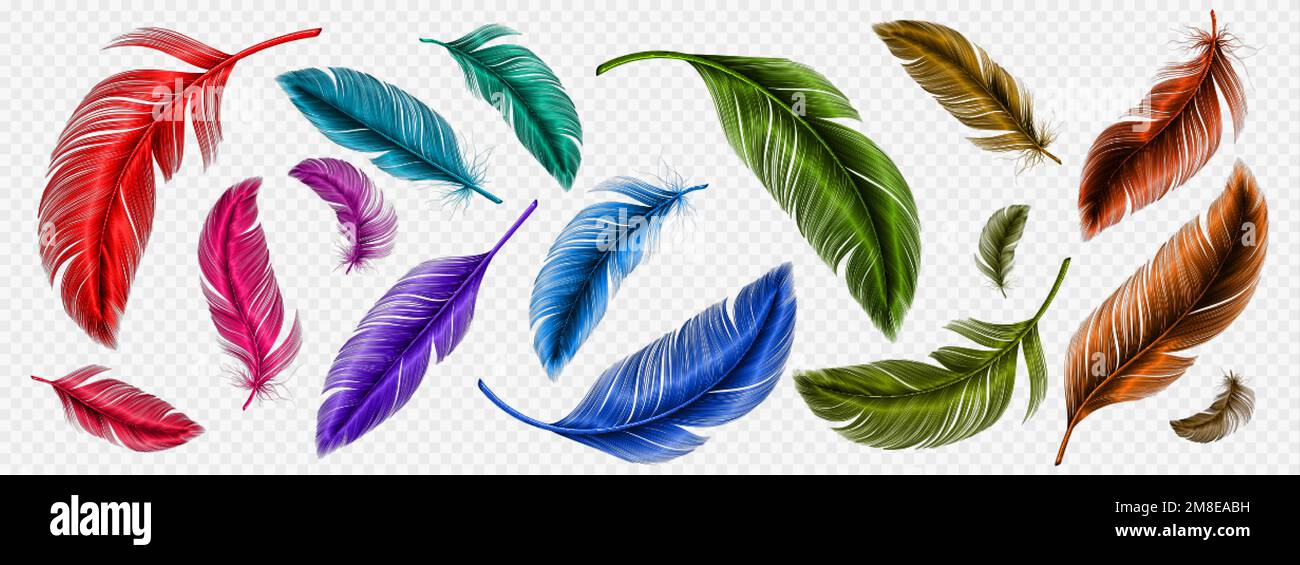 Color feathers, soft bird plumage isolated on transparent background ...