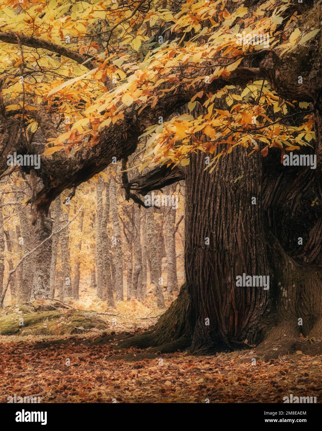 A beautiful chestnut tree with Orton effect in a forest in autumn Stock ...